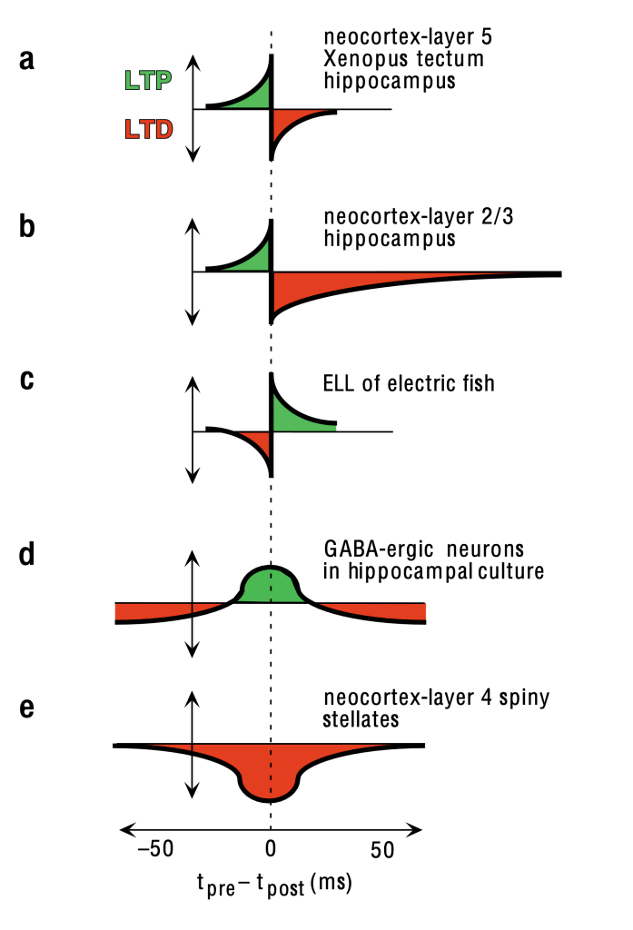 Synaptic Scaling And Synaptic Computation Computational Neuroscience